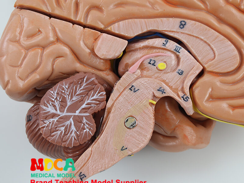Medicamentos para la amígdala cerebral: ¿Qué son y cómo funcionan ...