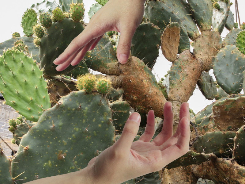 ¿Qué es el Estímulo Condicionado y cómo afecta a nuestra conducta ...